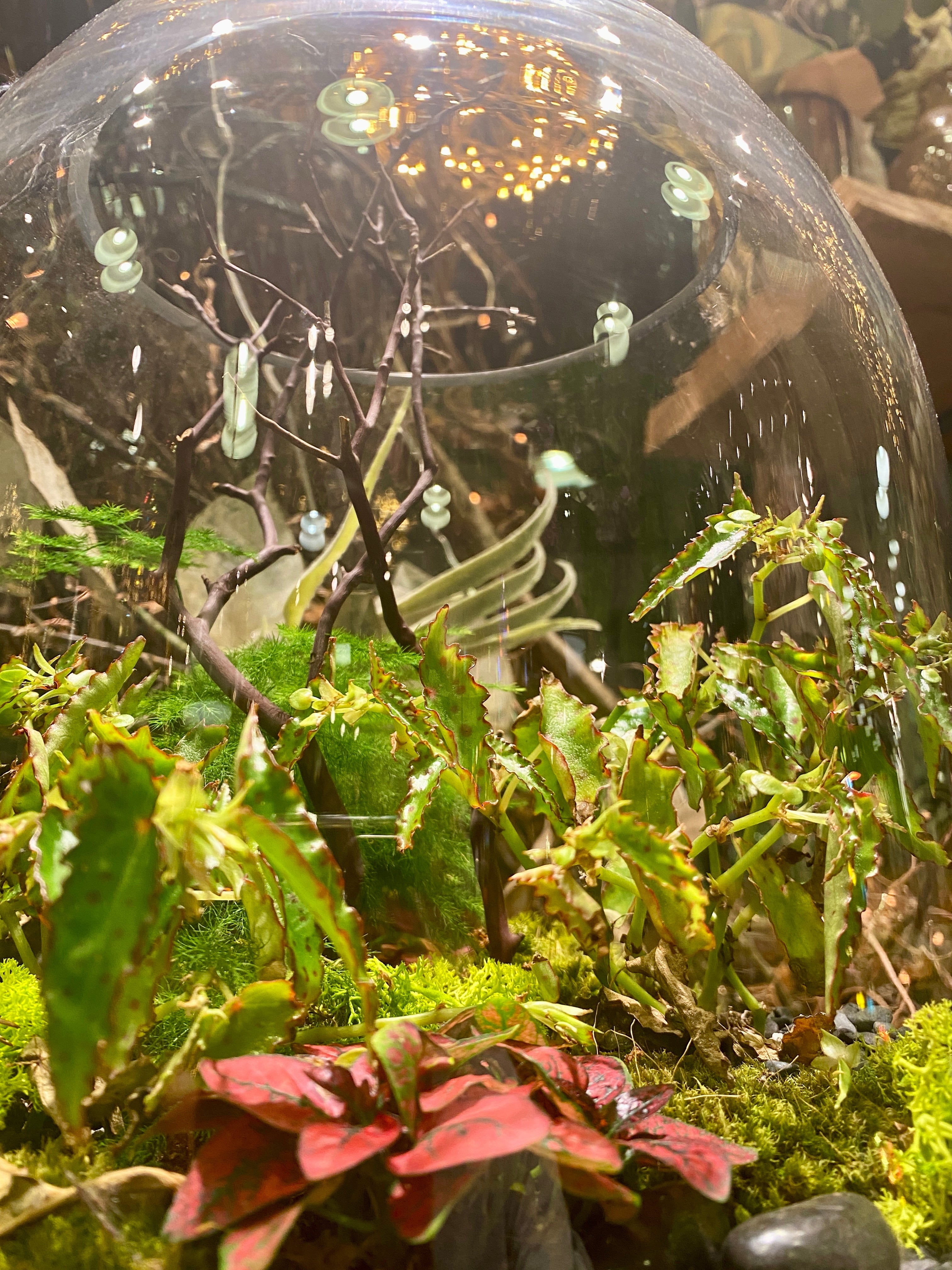 Nature Inspired Terrarium – Enchanted Grow