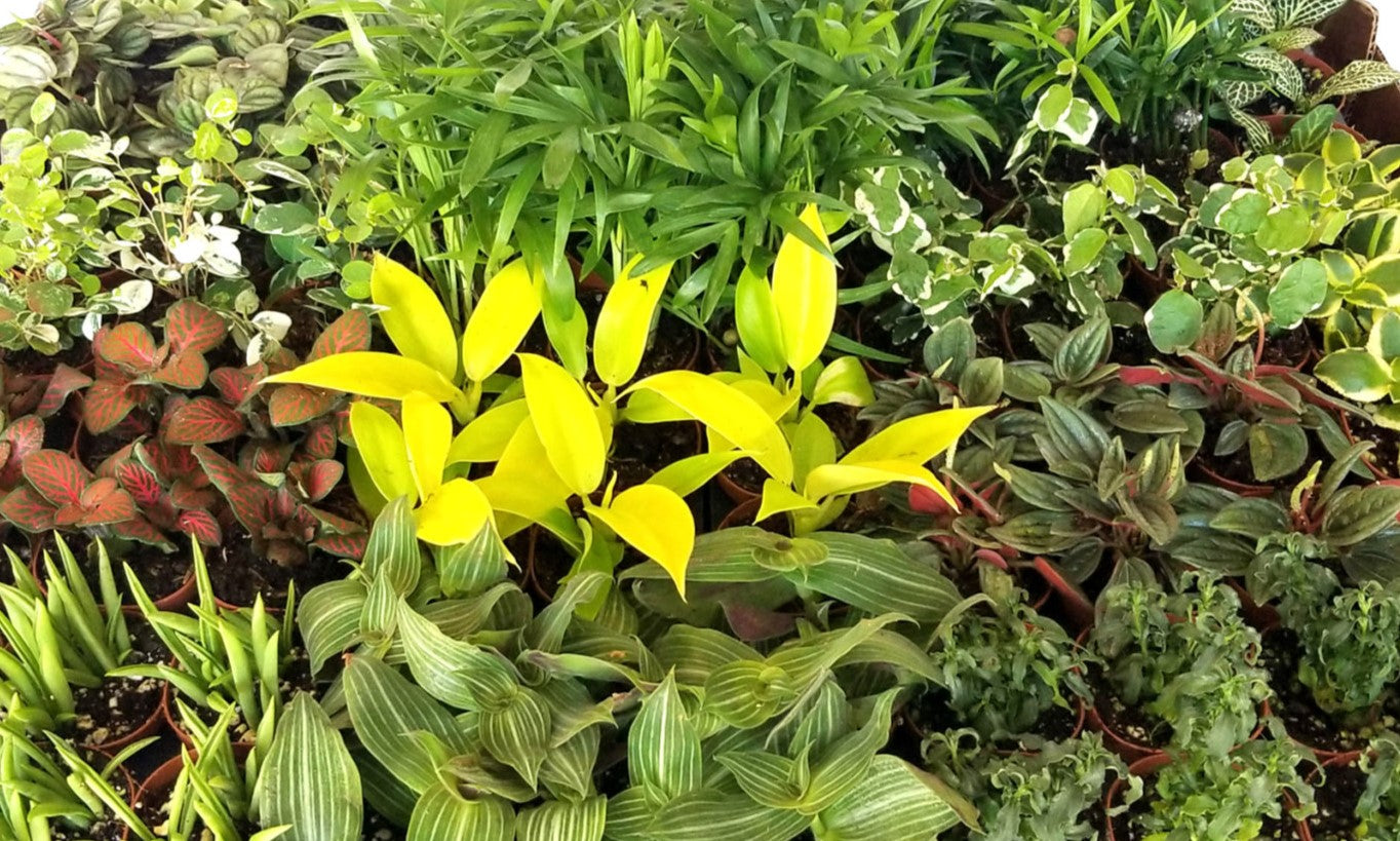 Assorted Foliage and House Plants (Collectors Catalog) – Enchanted Grow