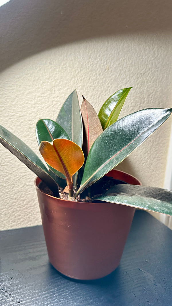 6" Potted Ficus elastica ‘Black Prince’ - 2 Stems (Rubber Plant) Live ...