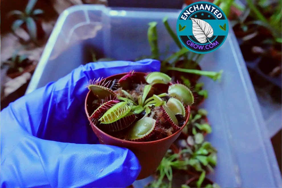 2″ Dionaea Muscipula ‘Venus flytrap’ Carnivorous Plant (Common Venus F – Enchanted Grow