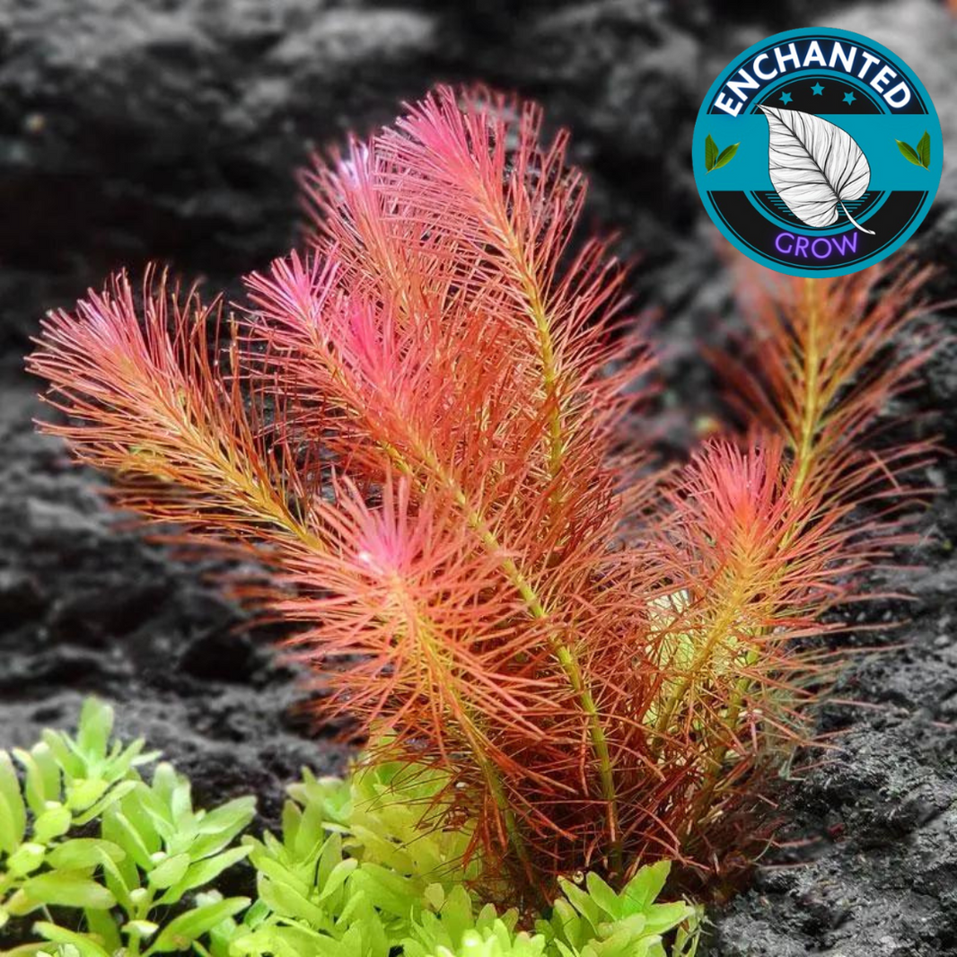 Fresh Water Aquatics – Enchanted Grow