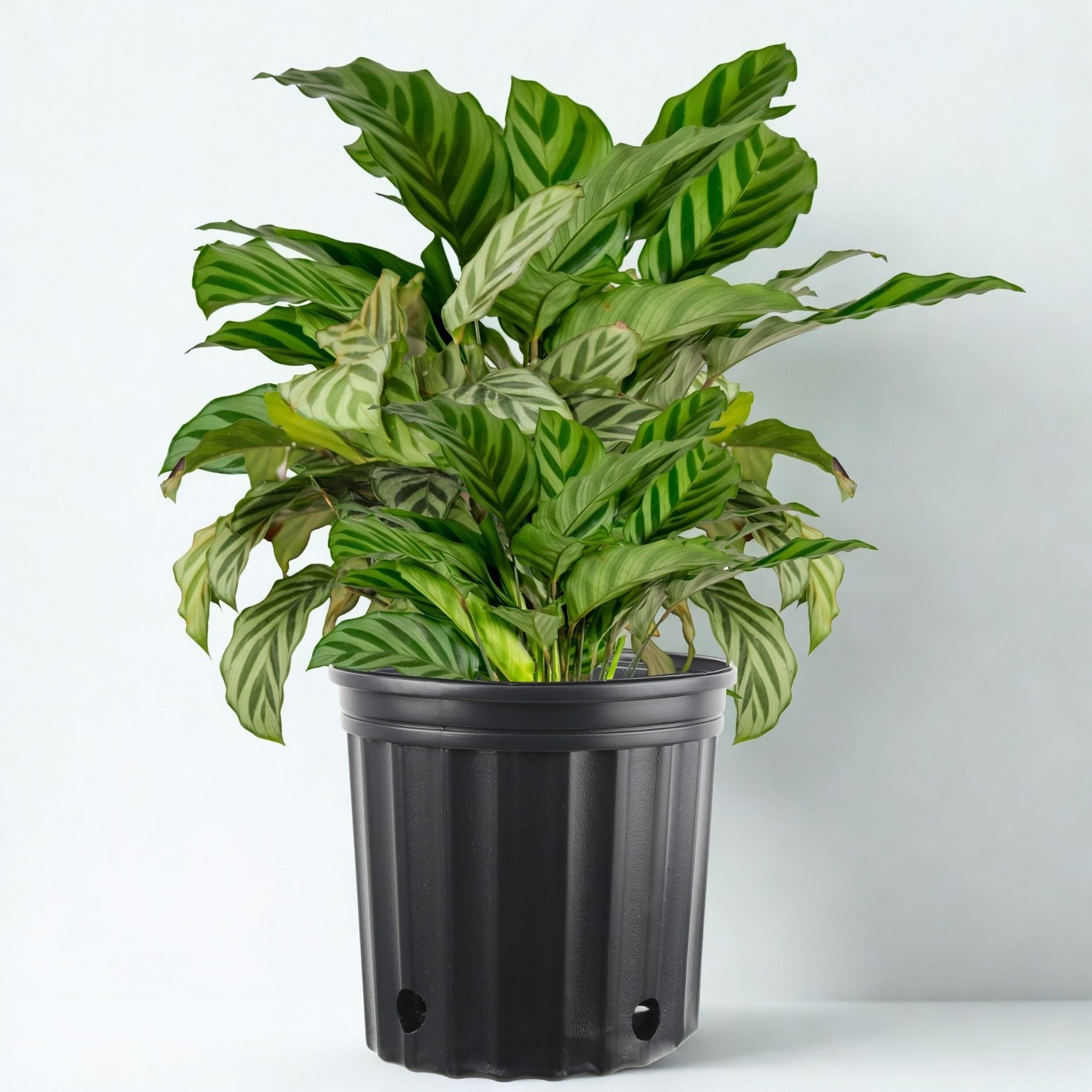 10" Calathea – Assorted Decorative Foliage Houseplants – Enchanted Grow