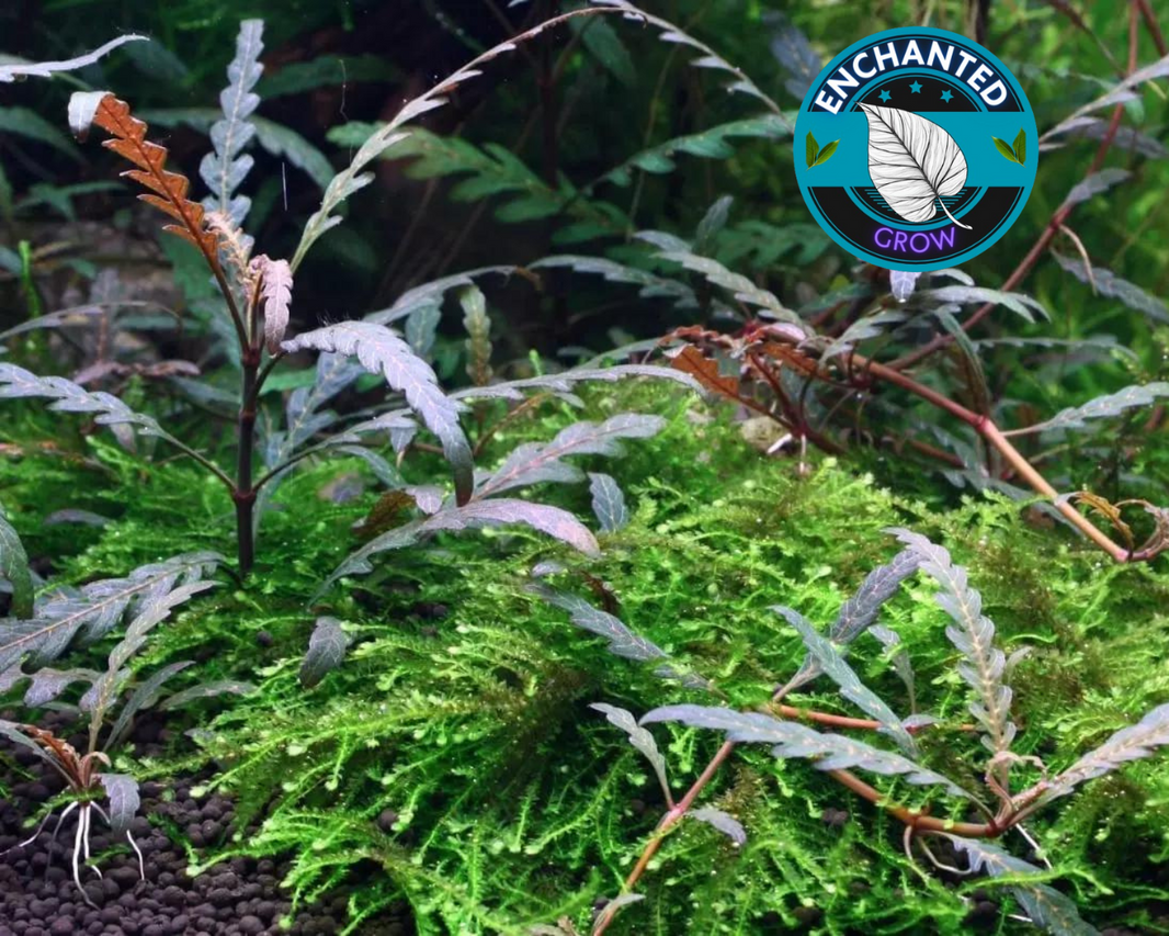 Fresh Water Aquatics – Enchanted Grow