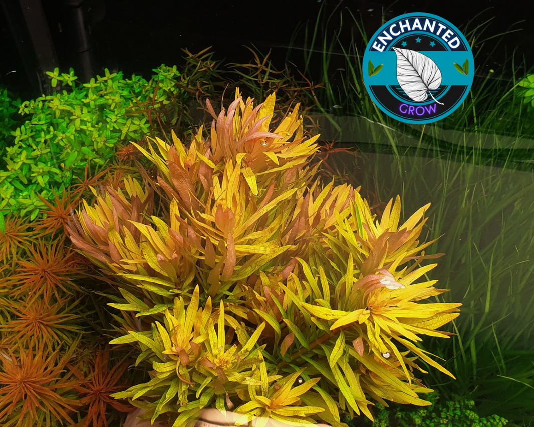 Fresh Water Aquatics – Enchanted Grow