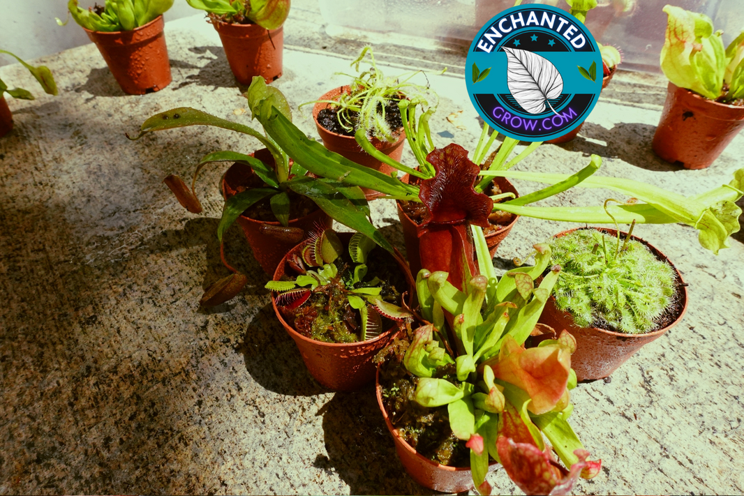 Carnivorous Plant – Enchanted Grow
