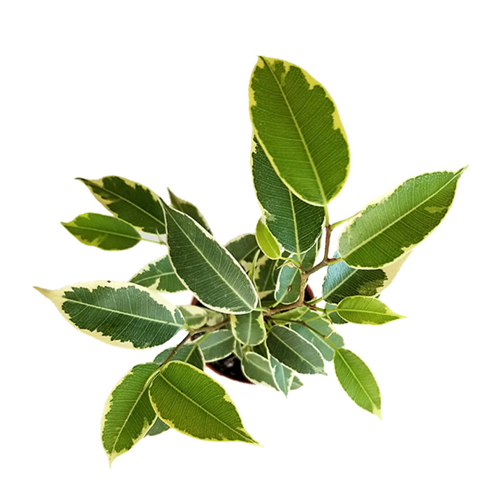 ficus benjamina variegata 'variegated weeping fig' – Enchanted Grow