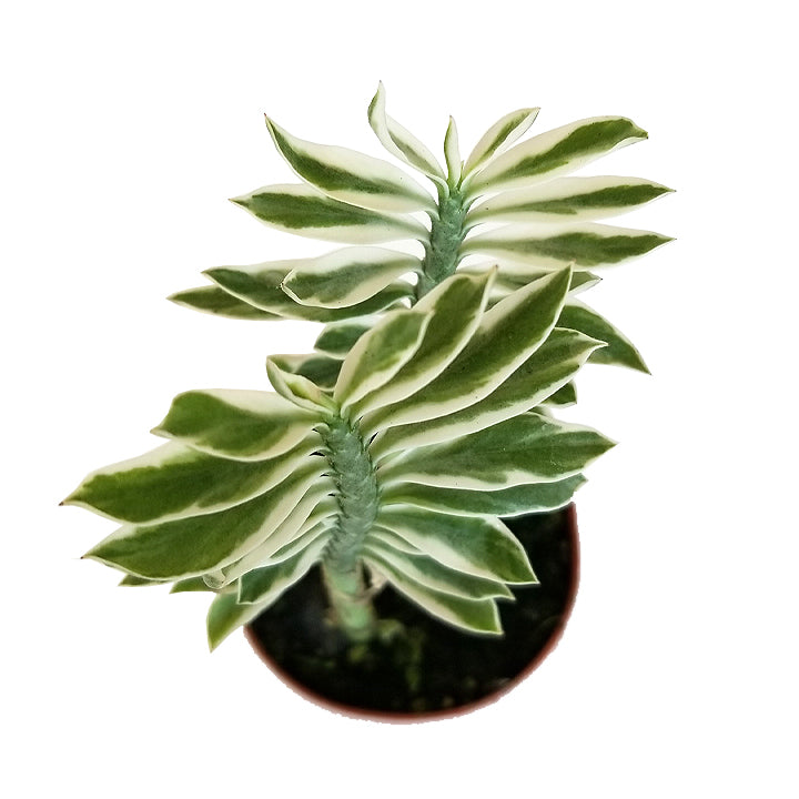 pedilanthus sp. 'dwarf devil's backbone' Variegated – Enchanted Grow